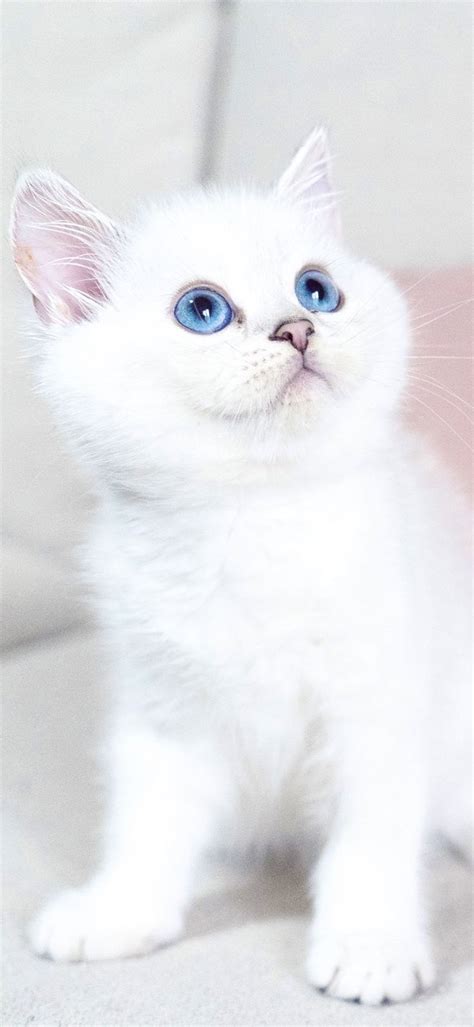 قطة كيوت 🌺 Animal Wallpaper Anime Cat Animated Animals