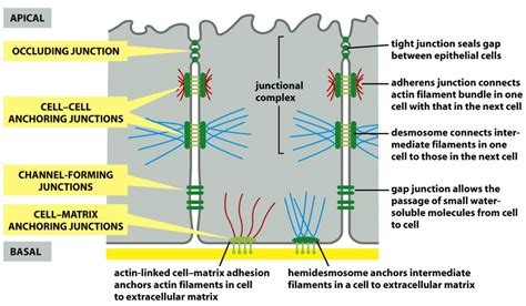 Topic 9 Cell Junctions And Cell Adhesions Bs2004 Molecular And