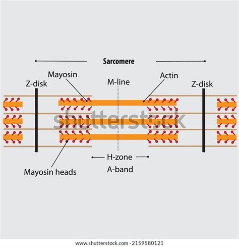 Sarcomere Labeled Actin