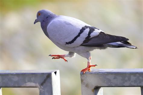 무료 이미지 Canon Eos 새 척골가 있는 비둘기와 비둘기 부리 바위 비둘기 주식 비둘기 다리 야생 생물 깃 비행 4922x3281