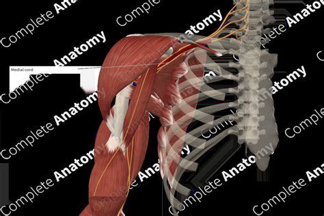 Medial Cord Of Brachial Plexus Complete Anatomy