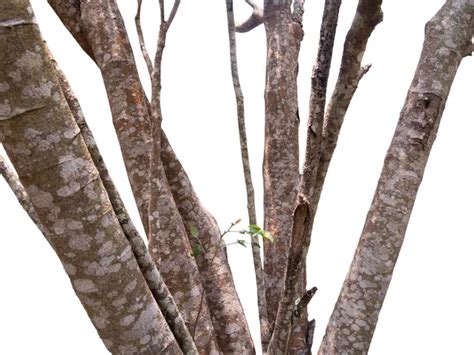 Мавпа хвіст дерево картинки стокові Мавпа хвіст дерево фотографії зображення Скачати з