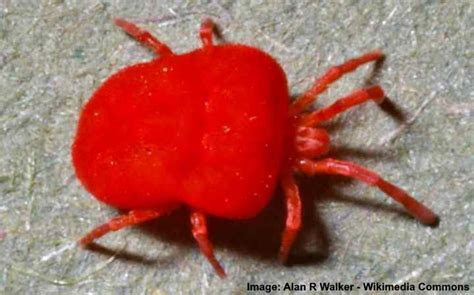 29 Types Of Florida Bugs And Insects With Pictures Identification Guide