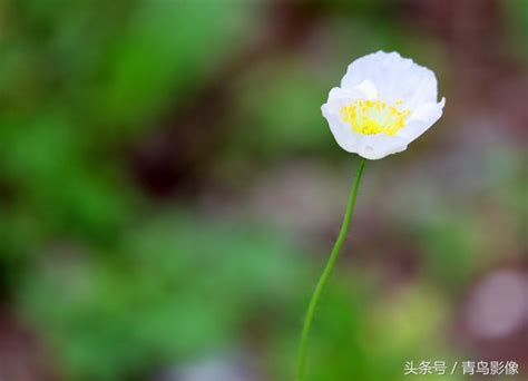 花卉攝影虞美人 每日頭條