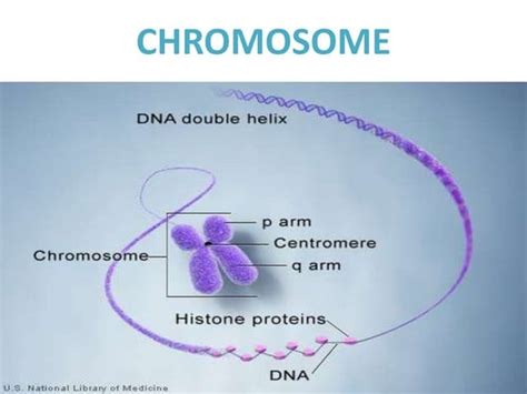 Chromosome Structure And Function Pptx Genetics Science