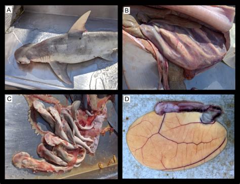 Behind The Paper Rarely Seen Development Of A Viviparous Shark