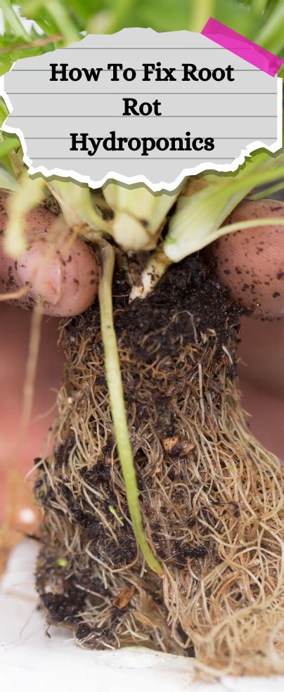 Fixing Root Rot In Hydroponics