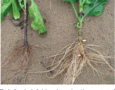 Figure 1 From First Report Of Pythium Root Rot Of Chrysanthemum In Figure 1 From First Report Of Pythium Root Rot Of Chrysanthemum In