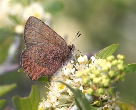 48 Common Brown Butterflies In The U S With Pictures