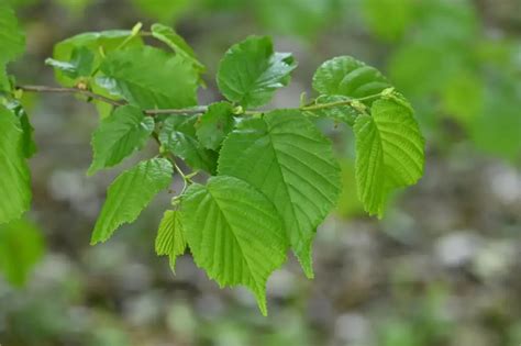 6 Most Common Hazelnut Tree Types With Pictures Smallholding🦸hero