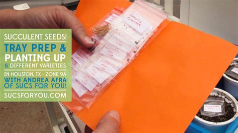 How To Start Lithops Conophytum Echeveria Seeds And More Sucs For You