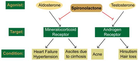 Spironolactone And Xpb An Old Drug With A New Molecular Target