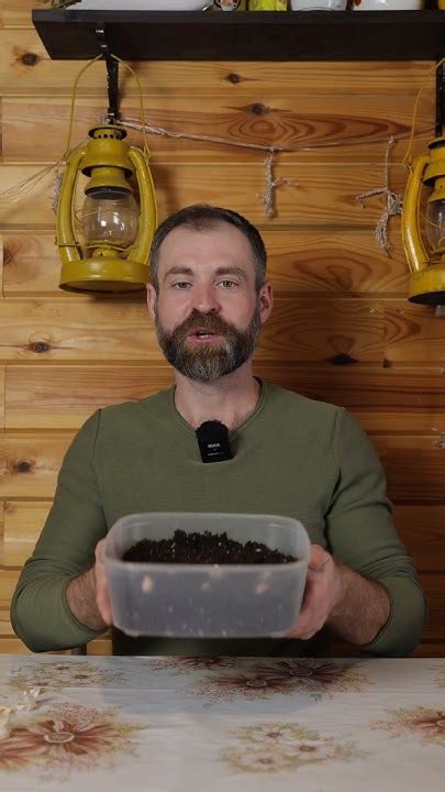 СВЕЖАЯ ЗЕЛЕНЬ из прорастающего чеснока чеснок зелень Youtube