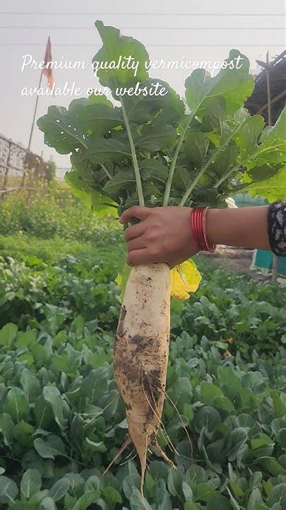 Organic Vegetables Using Vermicompost Varmicompost Youtube