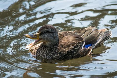 Do Duck Quacks Really Have No Echo Iflscience
