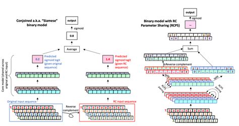 Towards A Better Understanding Of Reverse Complement Equivariance For Deep Learning Models In