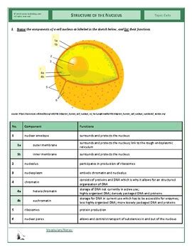 Structure Of The Nucleus Solution By NoWorriesBiology TPT