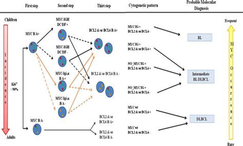 The Cytogenetics Diagnostic Algorithm Myc Rearrangement Is Recommended