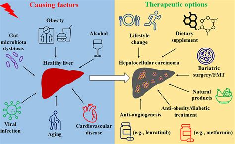 frontiers hepatocellular carcinoma and obesity type 2 diabetes mellitus cardiovascular