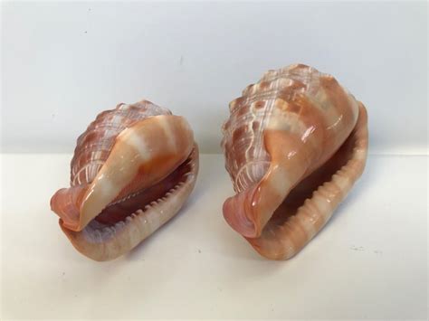 Shell Cassis Rufa Catawiki