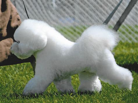 Бишон фризе Породы собак Marchelache