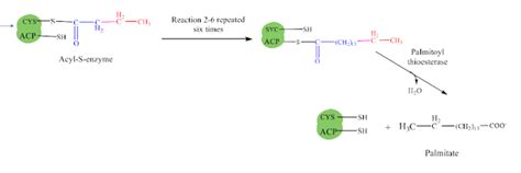 De Novo Synthesis Of Fatty Acids Palmitic Acid Pharmaguideline