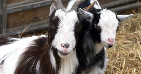 Mutant Cyclops Goat Born With One Eye Paraded In Bizarre Footage