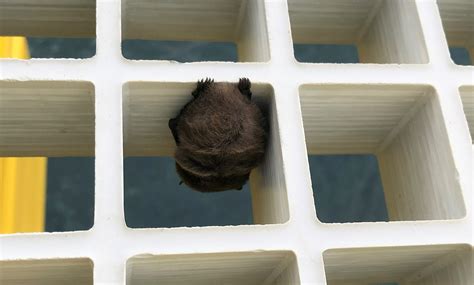 Ruige Dwergvleermuis Mijdt Zee Bij Volle Maan Resource Online