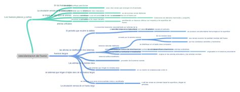 Vascularizacion Del Hueso Coggle Diagram