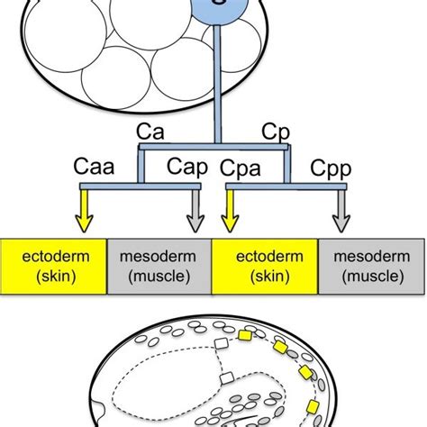 The C Lineage Produces Ectodermal And Mesodermal Cells In Thec