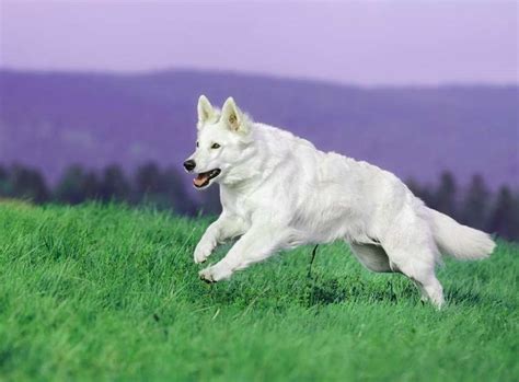 【Немска овчарка】 КАКВО не ти казват за тази порода