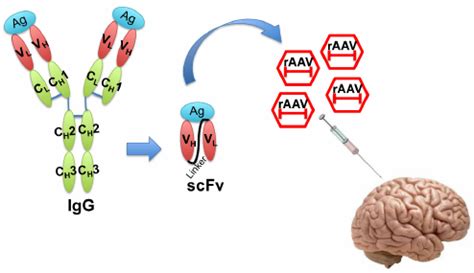 Illustration Of Single Chain Fragment Variable ScFv Structure And Download Scientific Diagram