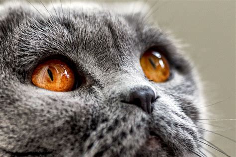 고양이 라일락 컬러 성인 스코틀랜드 폴드 오렌지 눈과 앞으로 접힌 귀 고양이 새끼에 대한 스톡 사진 및 기타 이미지 고양이 새끼 고양잇과 귀여운 Istock