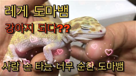 집돌이 레오파드게코 도마뱀 핸들링 강아지네 완전 파충류 키우기 Youtube