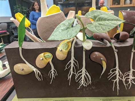 Seed Germination Model Diagram Quizlet
