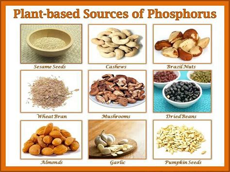 What Is Phosphorus Foods High In Phosphorus Benefits And Functions
