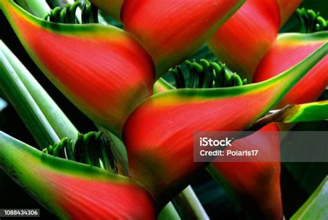 꽃 Heliconia 꽃입니다 이 열 대 초본 식물은 또한 포함 하는 조류의 낙원 바나나 생강 Cannas는 생강목의 일부 0명에 대한 스톡 사진 및 기타 이미지 Istock