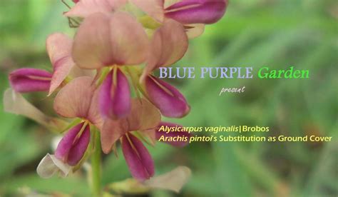 Alysicarpus Vaginalis Bunga Subsitusi Arachis Pintoi Sebagai Ground Cover Bukanlah Bunga Yang
