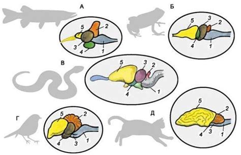 2 Підпишіть відділи головного мозку 1 2 3 4 5 Школьные Знания Com