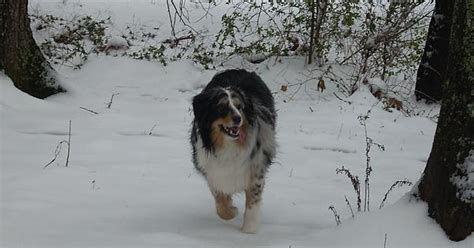 This Is Bojangles My Best Friend Of 8 Years Hes Getting Put Down