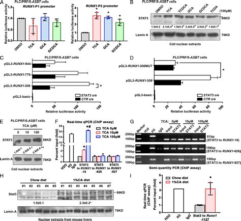 Human Hepatoma Plc Prf 5 Cell Line ATCC Bioz
