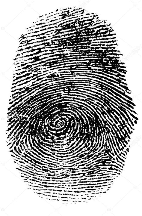 Fingerprint Stock Photo By Ginosphotos