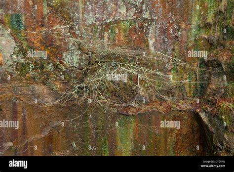 Tree Growing From A Cliff Stock Photo Alamy
