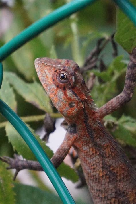 A Closeup View Of A Face Of A Lizard With Different Color Patterns
