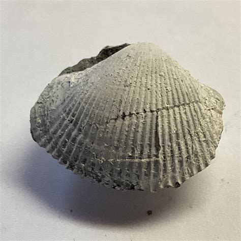 Bivalve From The Severn Md Member Collections The Fossil Forum