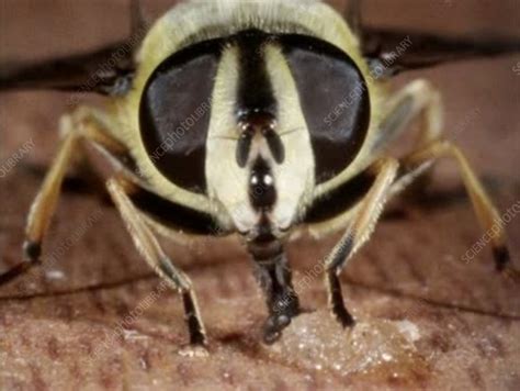 Fly Feeding On Sugar Stock Video Clip K004 2366 Science Photo Library