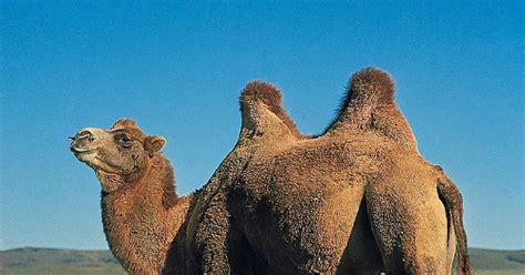 Find The Hump Animals Quiz By Alvir28