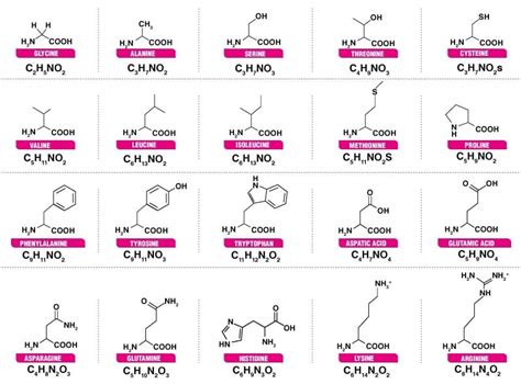 Basic Amino Acid Structures