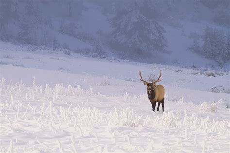 Wyoming Game And Fish Department Wyoming Wildlife Magazine