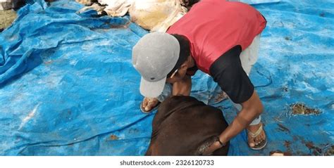 Ibrahim Roja Photos And Images And Pictures Shutterstock